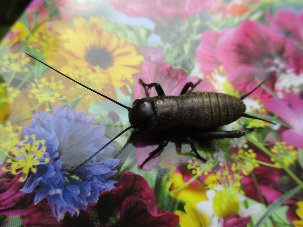 Grille Foto & Bild | insekten, natur, tiere Bilder auf fotocommunity