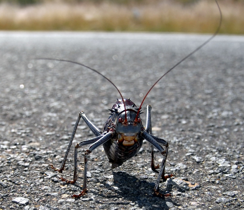 Grille 2 Foto & Bild | tiere, wildlife, insekten Bilder auf fotocommunity