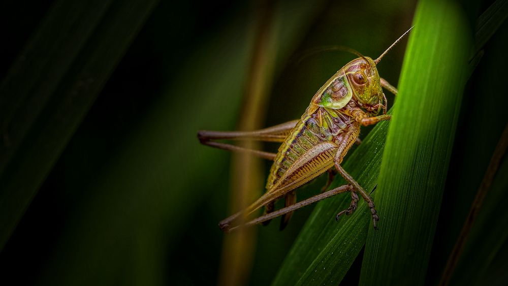 Grille 2022-08-10-4 Foto & Bild | tiere, wildlife, insekten Bilder auf ...