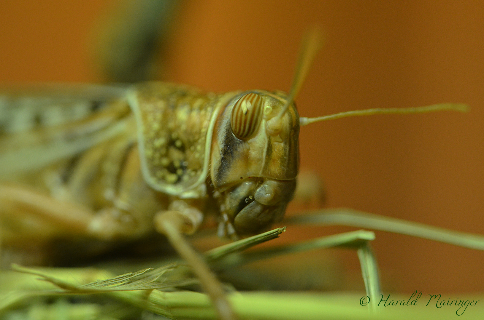 Grille Foto & Bild | tiere, tierdetails, natur Bilder auf fotocommunity