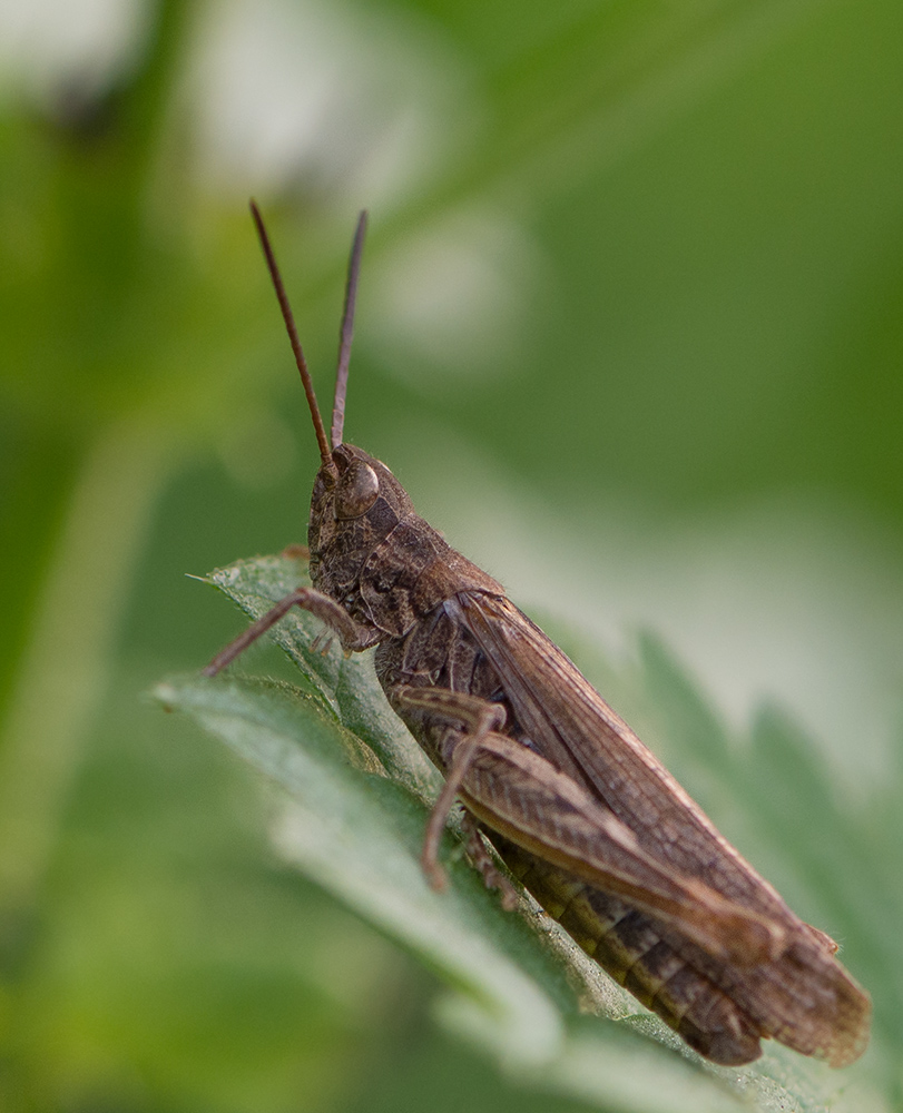 Grille Foto & Bild | tiere, wildlife, insekten Bilder auf fotocommunity
