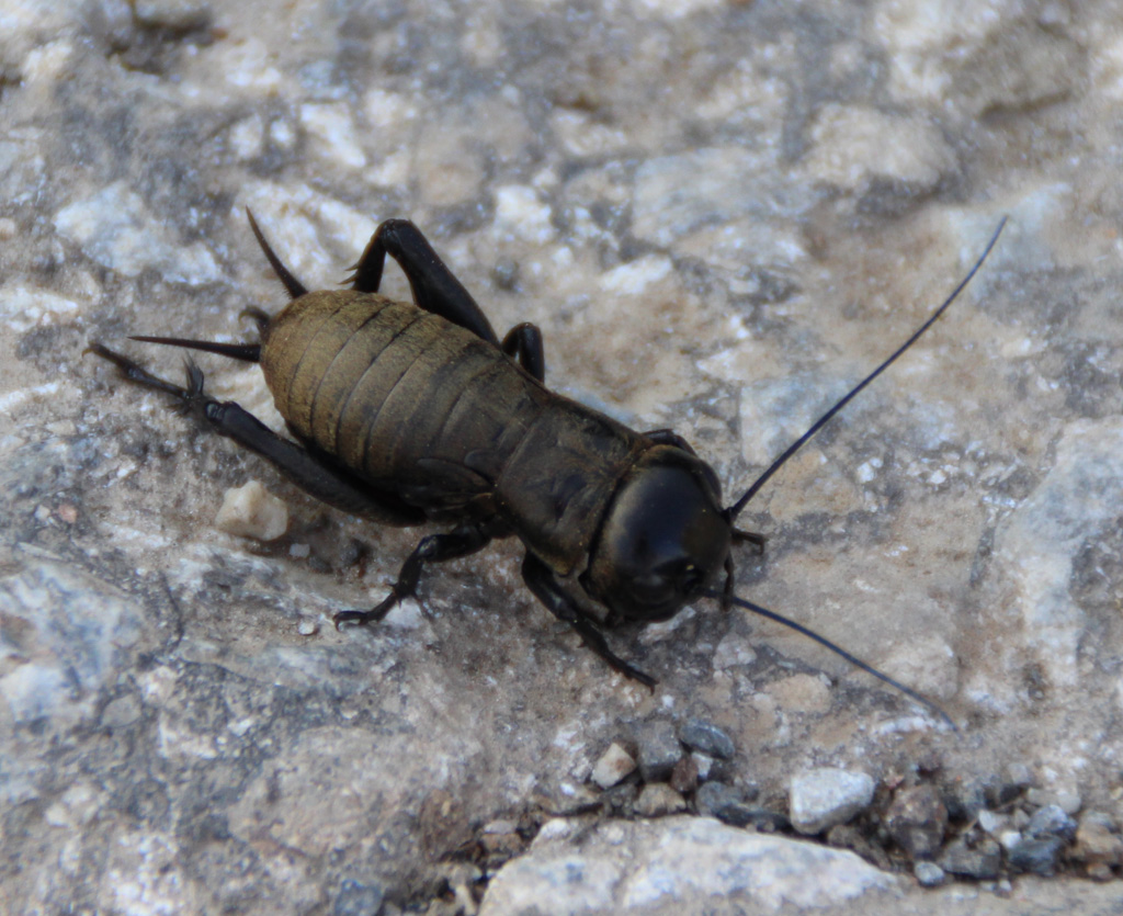 Grille Foto & Bild | insekten, natur, tiere Bilder auf fotocommunity