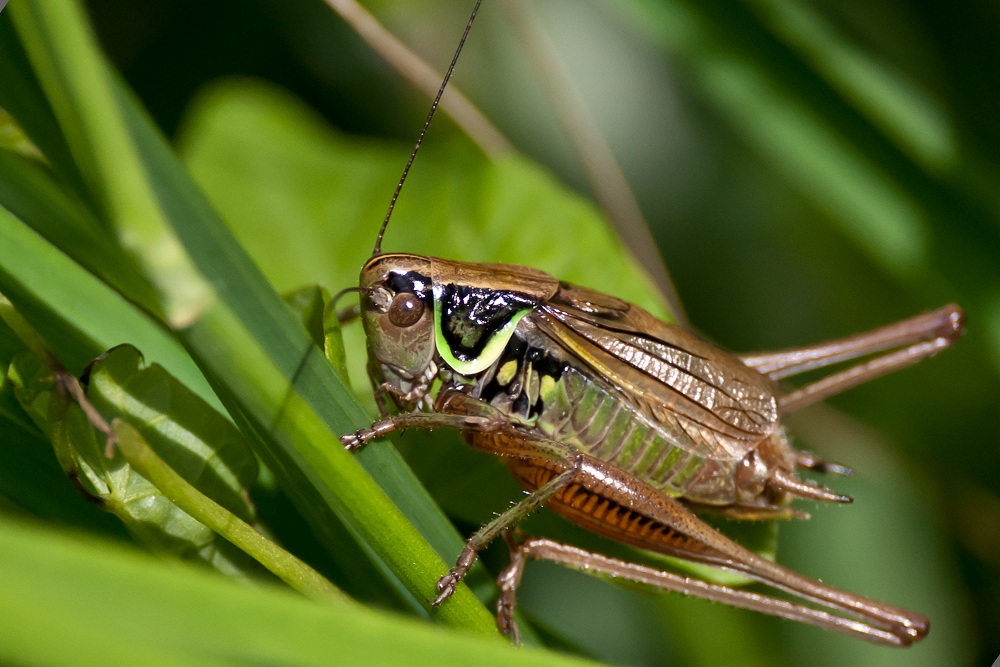 Grille Foto & Bild | tiere, wildlife, insekten Bilder auf fotocommunity