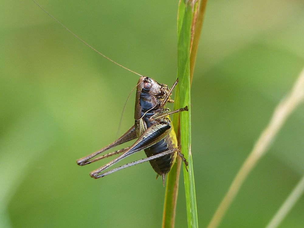 Grille Foto & Bild | natur tiere insekten, natur Bilder auf fotocommunity