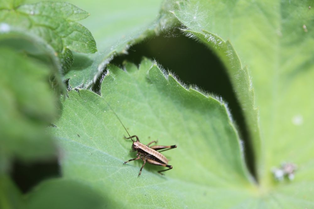 Grille Foto & Bild | tiere, wildlife, insekten Bilder auf fotocommunity