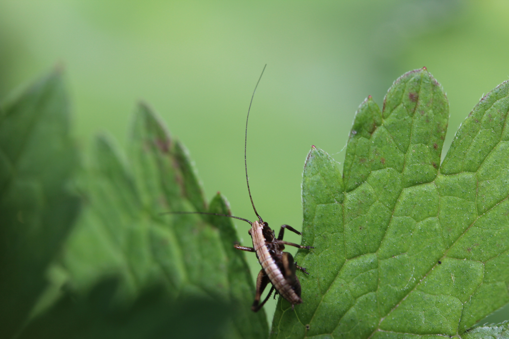 Grille Foto & Bild | tiere, wildlife, insekten Bilder auf fotocommunity