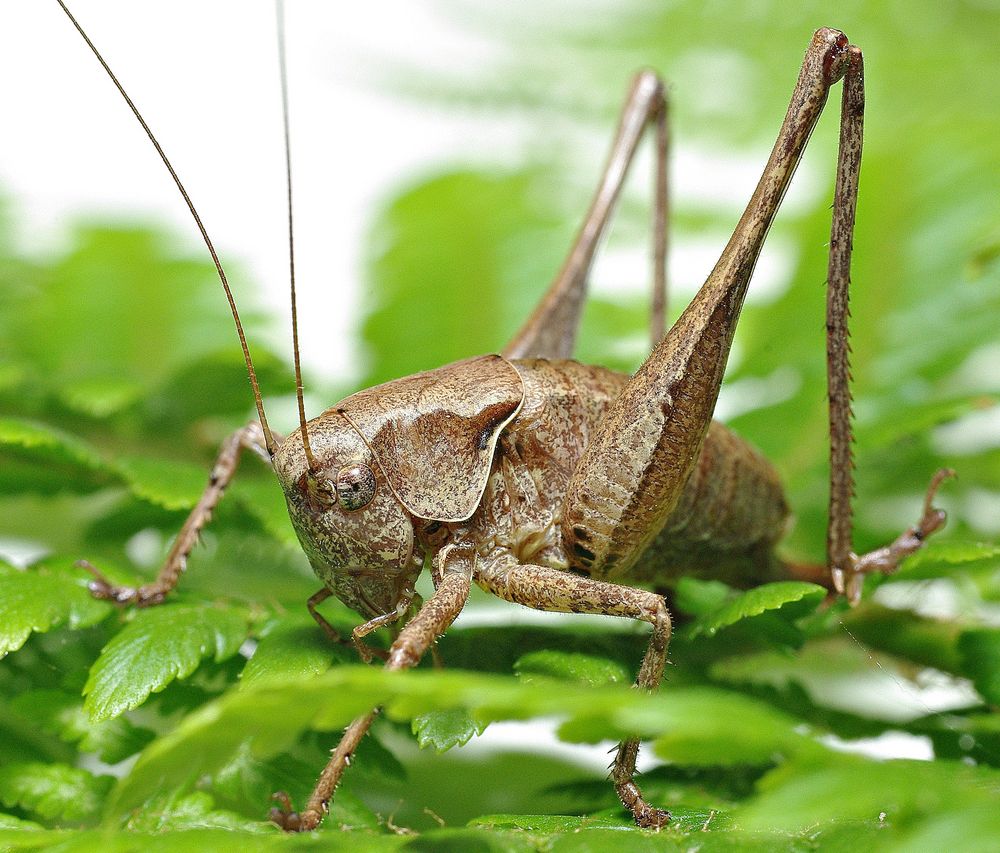 * Grille * Foto & Bild | tiere, wildlife, insekten Bilder auf fotocommunity