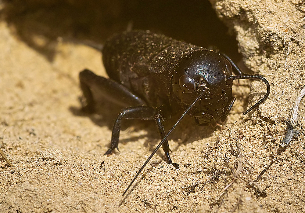 Grille Foto & Bild | tiere, wildlife, insekten Bilder auf fotocommunity