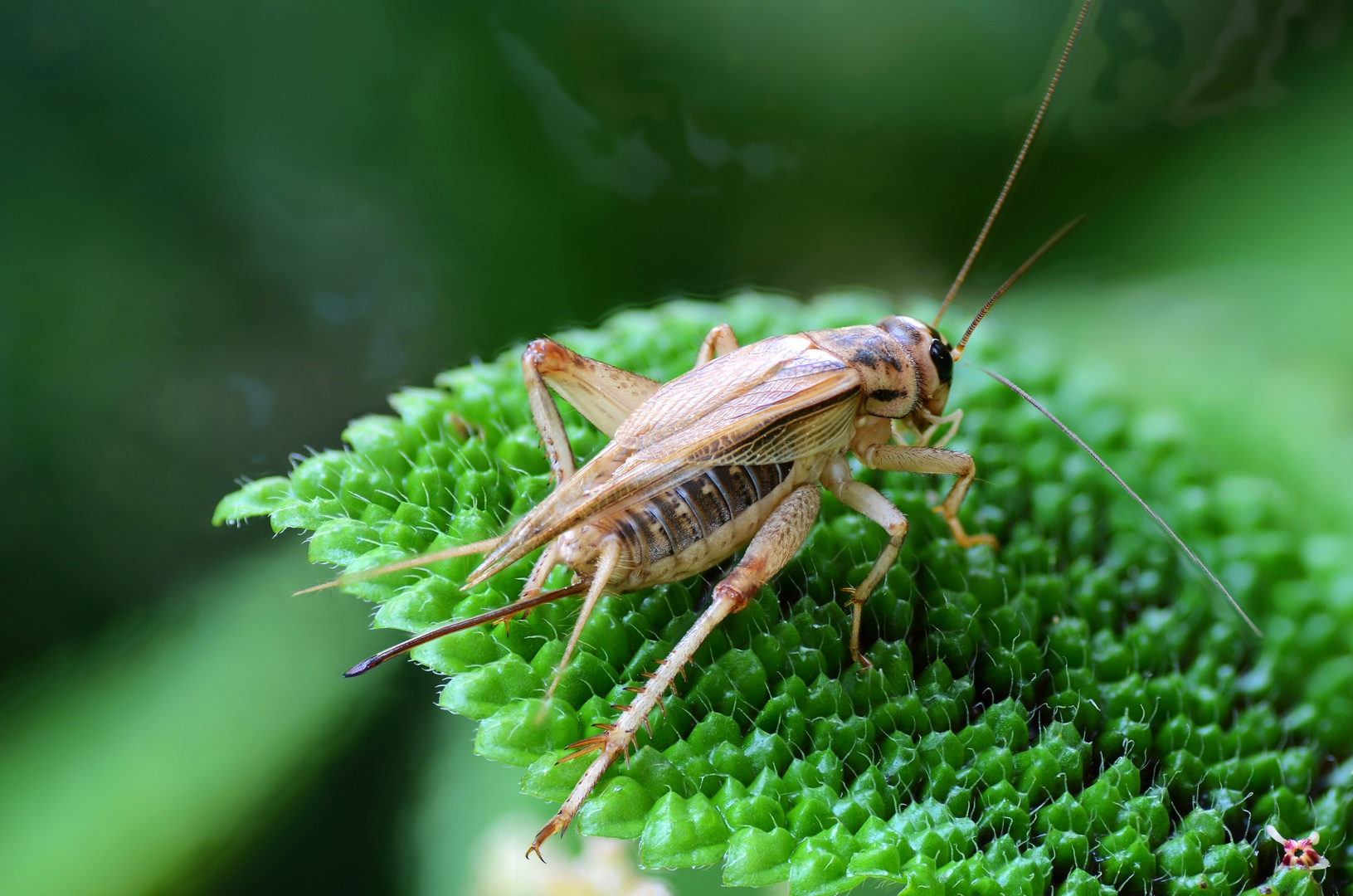 Grille auf Blatt Foto & Bild | tiere, tierdetails, zoo Bilder auf ...