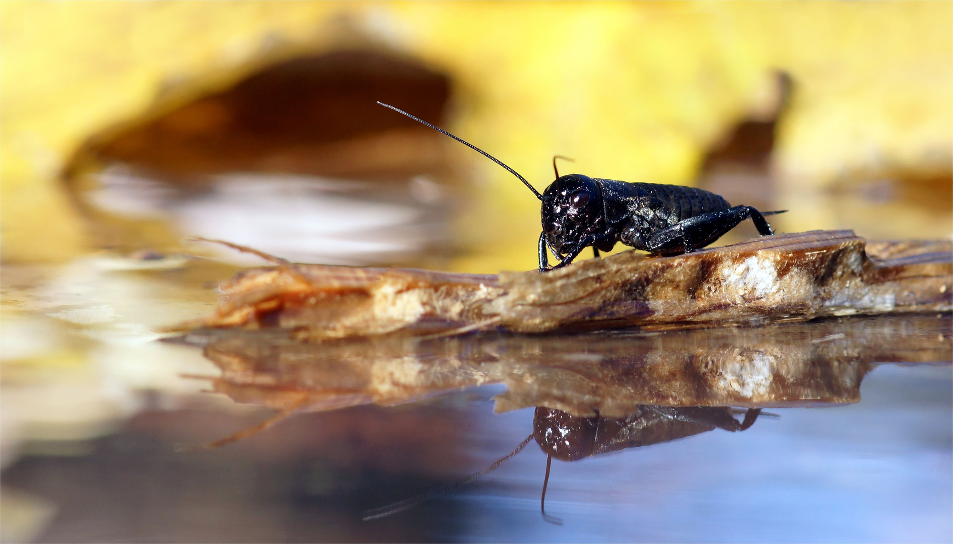 Grille Foto & Bild | tiere, wildlife, insekten Bilder auf fotocommunity