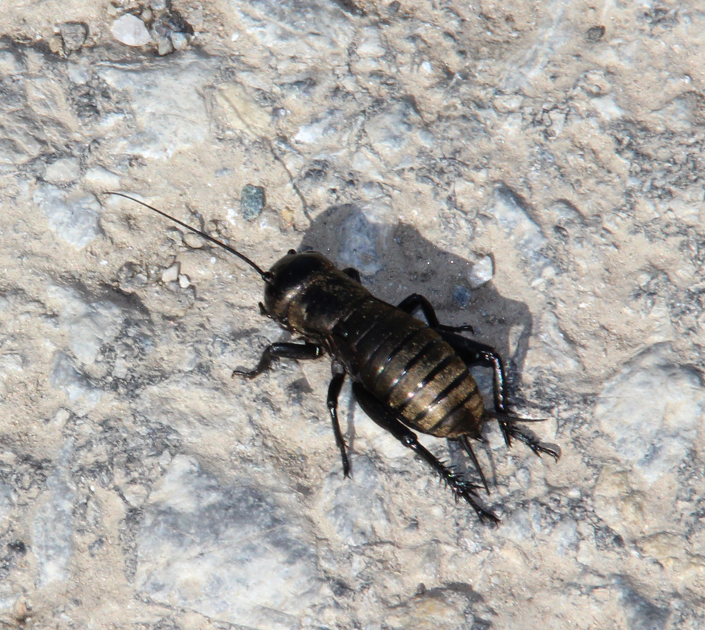 Grille Foto & Bild | insekten, natur, tiere Bilder auf fotocommunity
