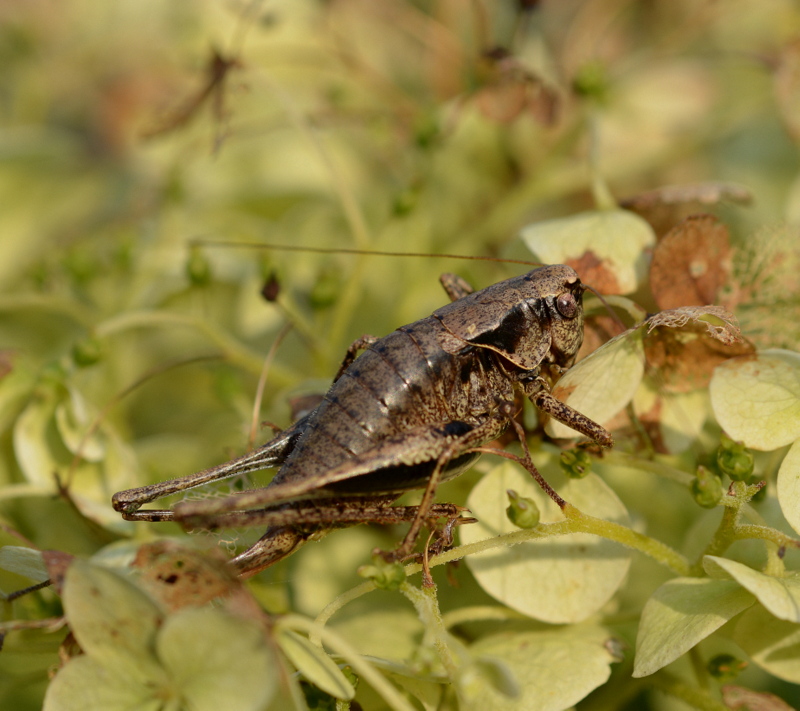 grille Foto & Bild | tiere, wildlife, insekten Bilder auf fotocommunity