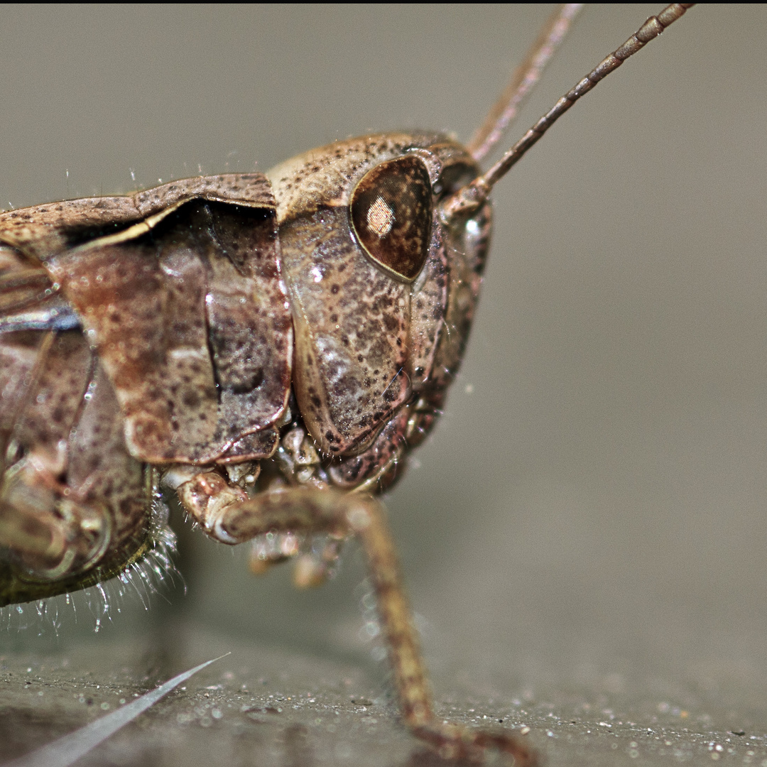 Grille Foto & Bild | tiere, tierdetails, natur,tiere,pflanzen Bilder ...
