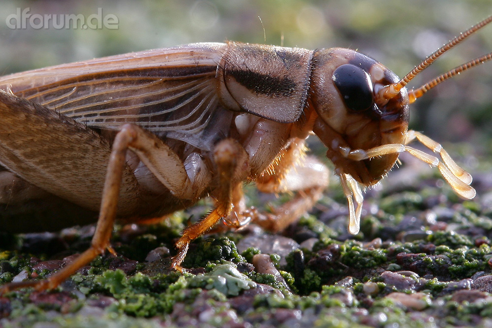 Grille im Garten Foto & Bild | tiere, wildlife, insekten Bilder auf ...