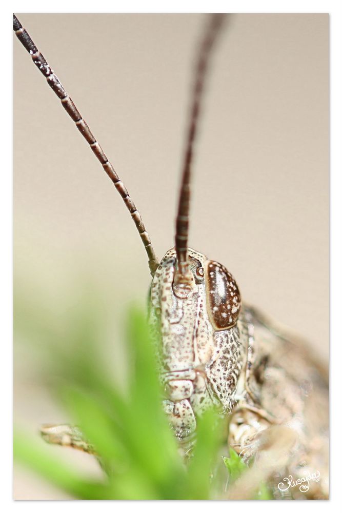 Grille im Portrait - 05.06.2011 Foto & Bild | tiere, wildlife, insekten ...