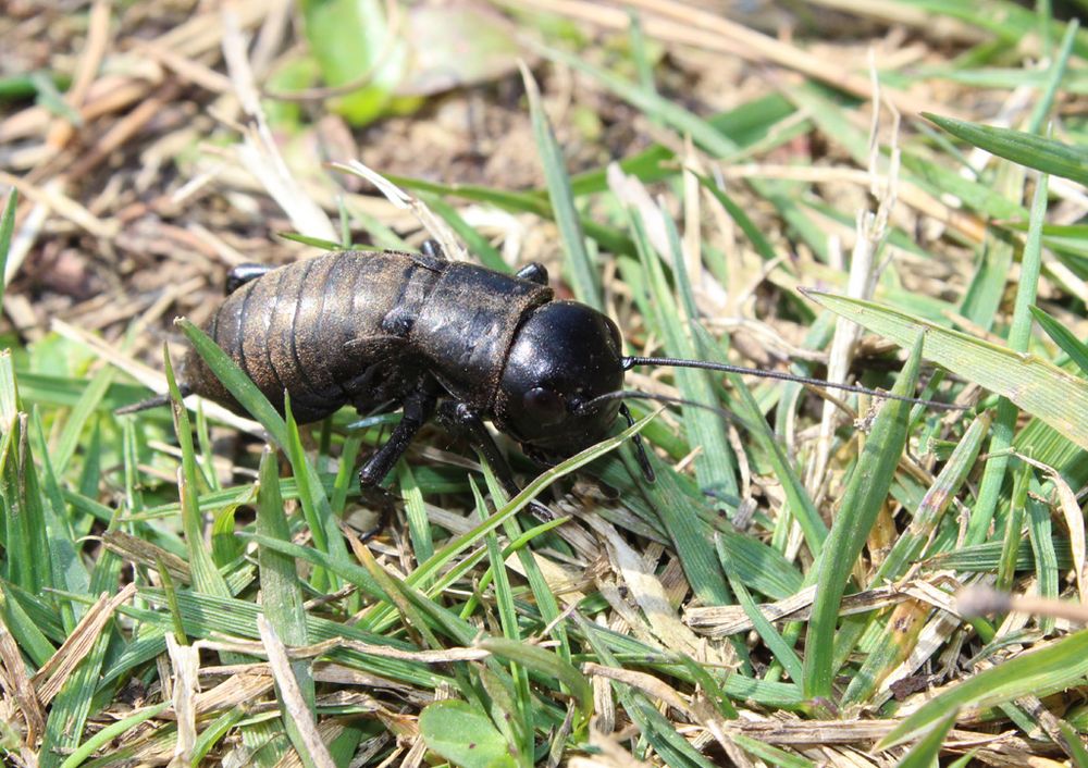 Grille vom März 2016 Foto & Bild | insekten, natur, tiere Bilder auf ...