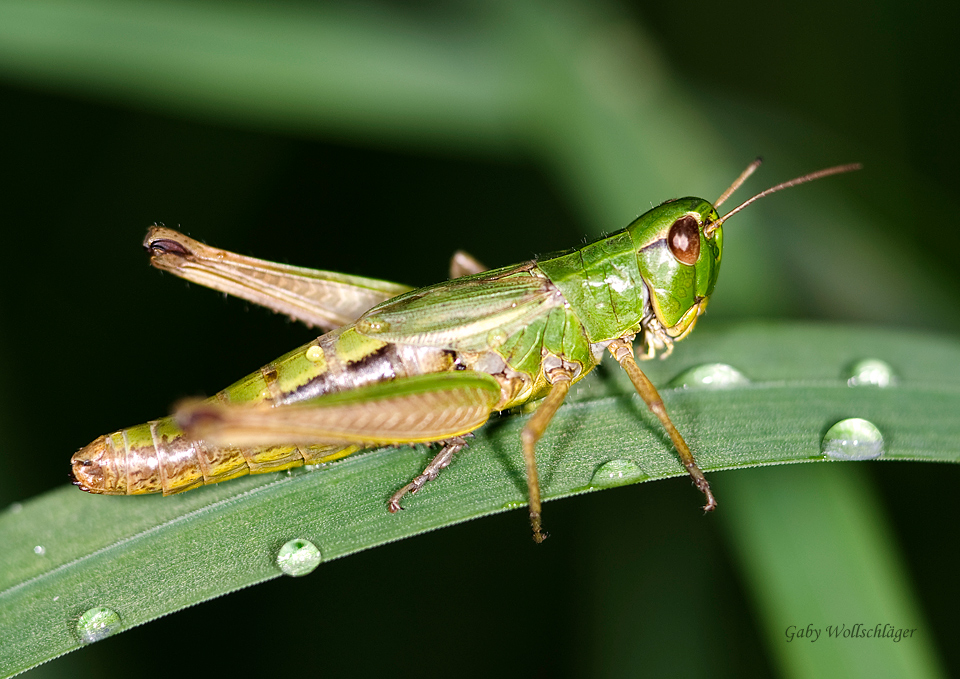 Grillen... Foto & Bild | tiere, wildlife, insekten Bilder auf fotocommunity
