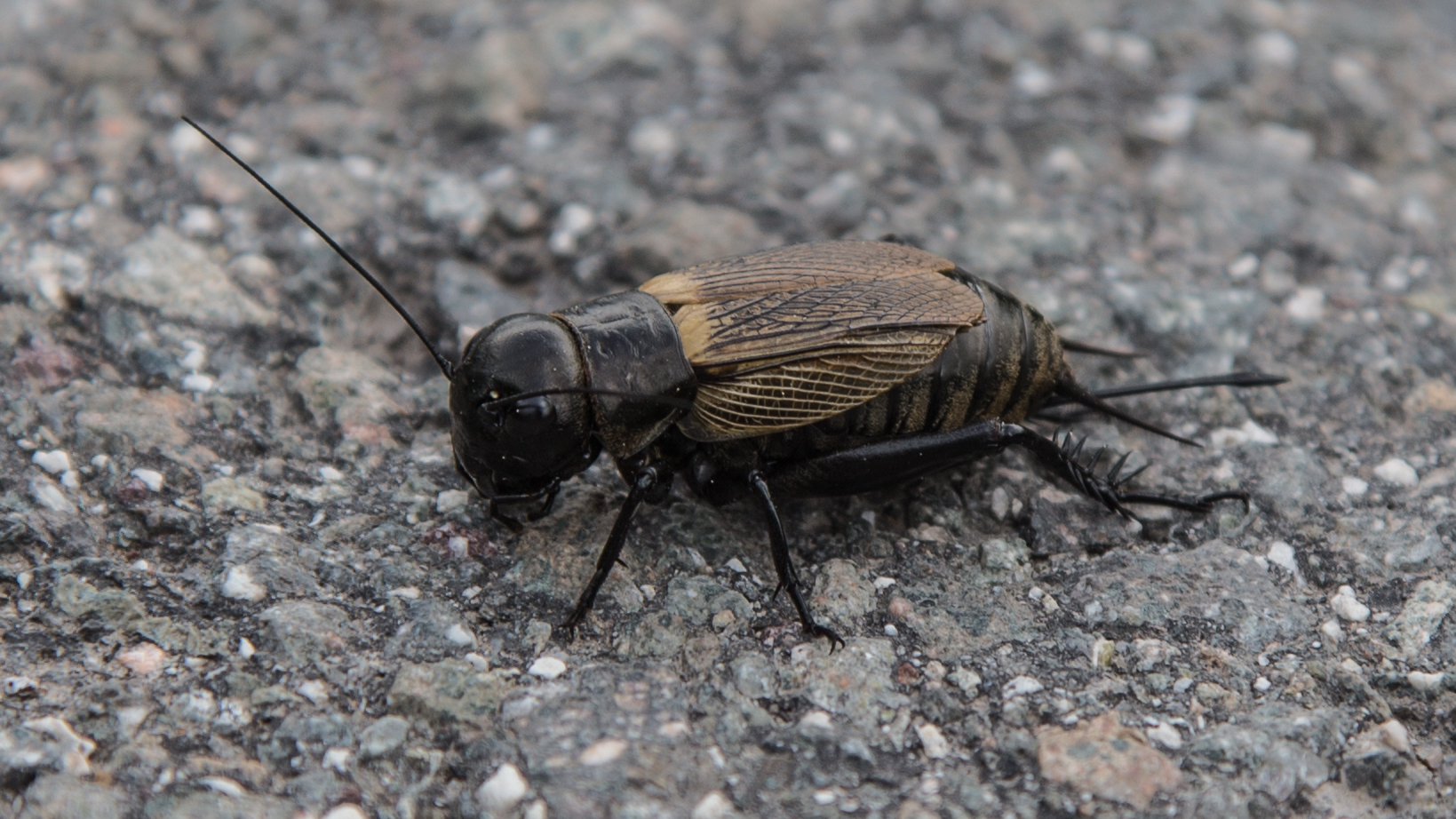 Grillen Foto & Bild | tiere, wildlife, insekten Bilder auf fotocommunity