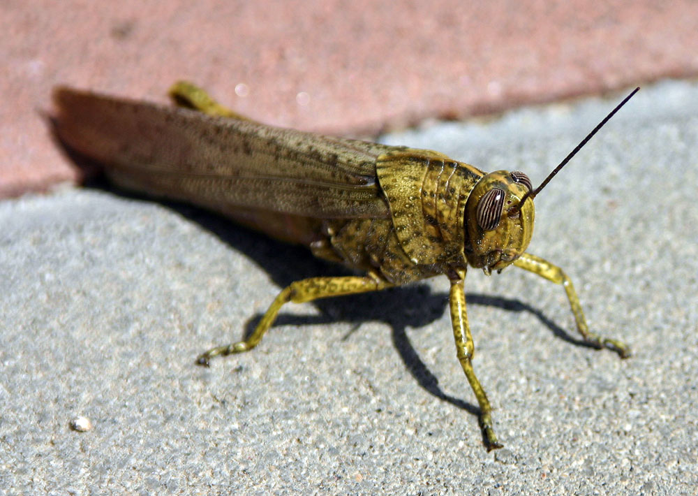 Grillen im Sommer Foto & Bild | natur, tiere, youth Bilder auf ...