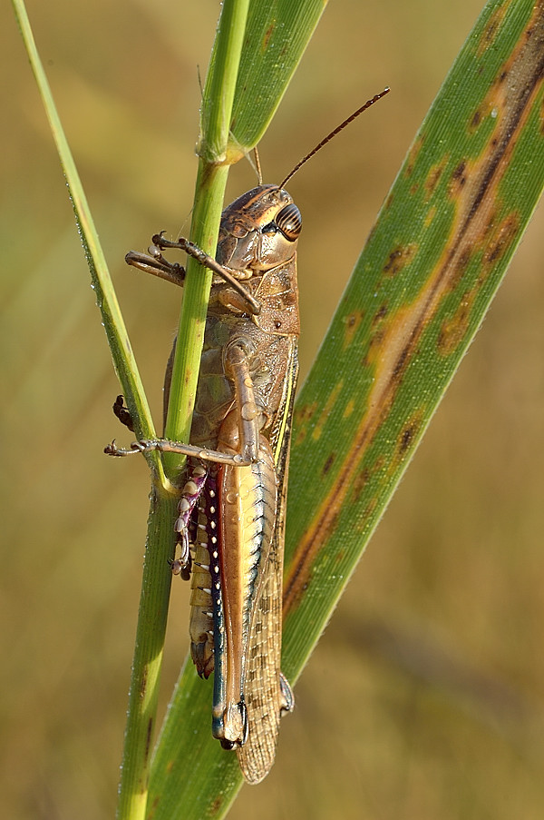grillo Foto % Immagini| macro e close up, natura Foto su fotocommunity