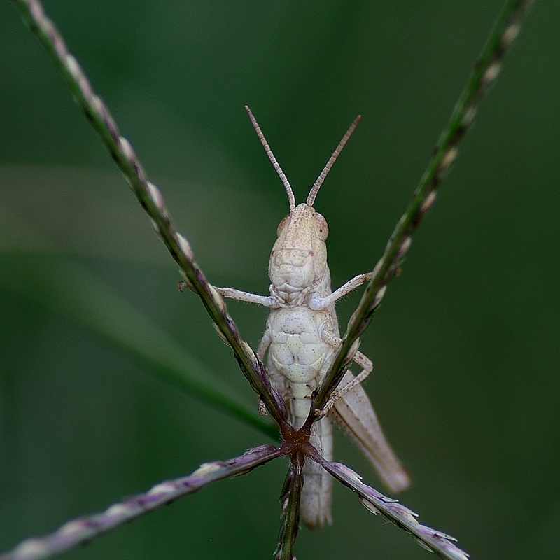 Grillo Foto % Immagini| macro e close up, natura Foto su fotocommunity
