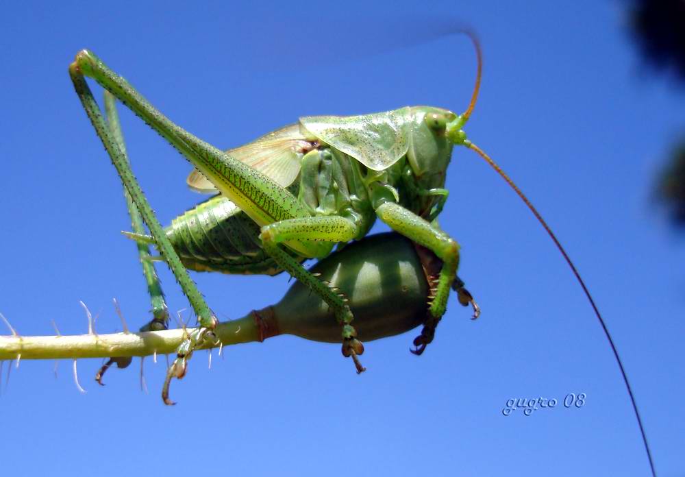 grillo Foto % Immagini| macro e close up, macro di insetti, natura Foto ...