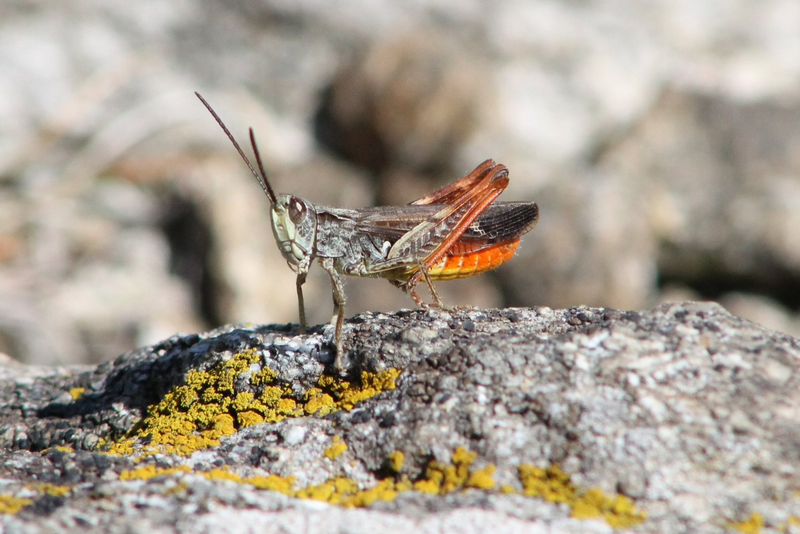 Grillo arancione Foto % Immagini| macro e close up, macro di insetti ...