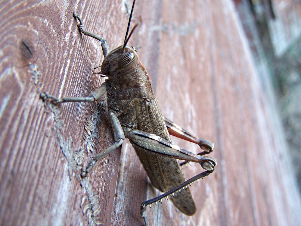 Grillo Gigante Foto & Bild | tiere, wildlife, insekten Bilder auf ...