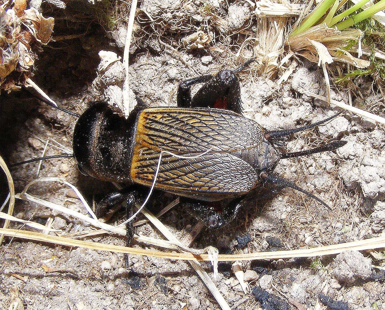 grillon photo et image | insectes Images fotocommunity