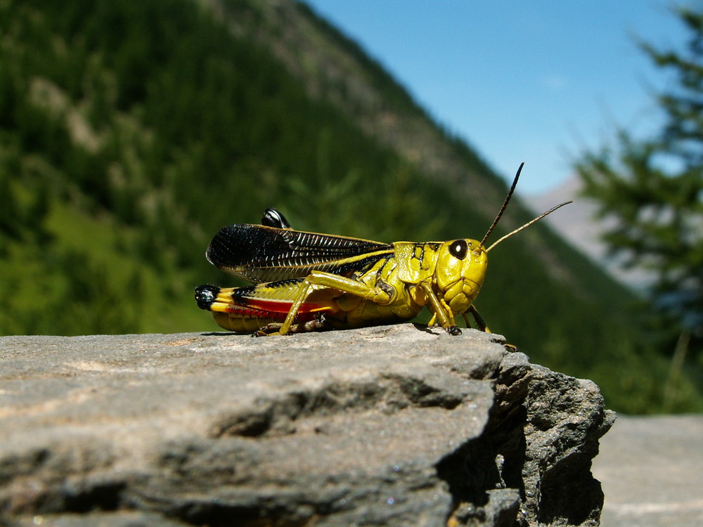 grillon photo et image | macro nature, macro insectes, nature Images ...