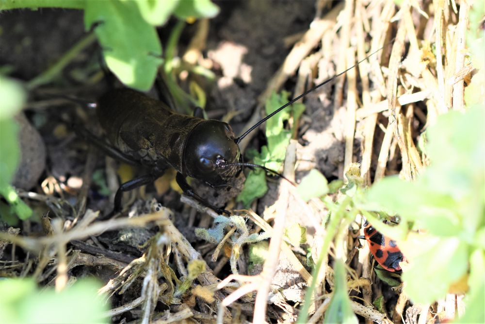 Grillon photo et image | macro nature, fotos, france Images fotocommunity