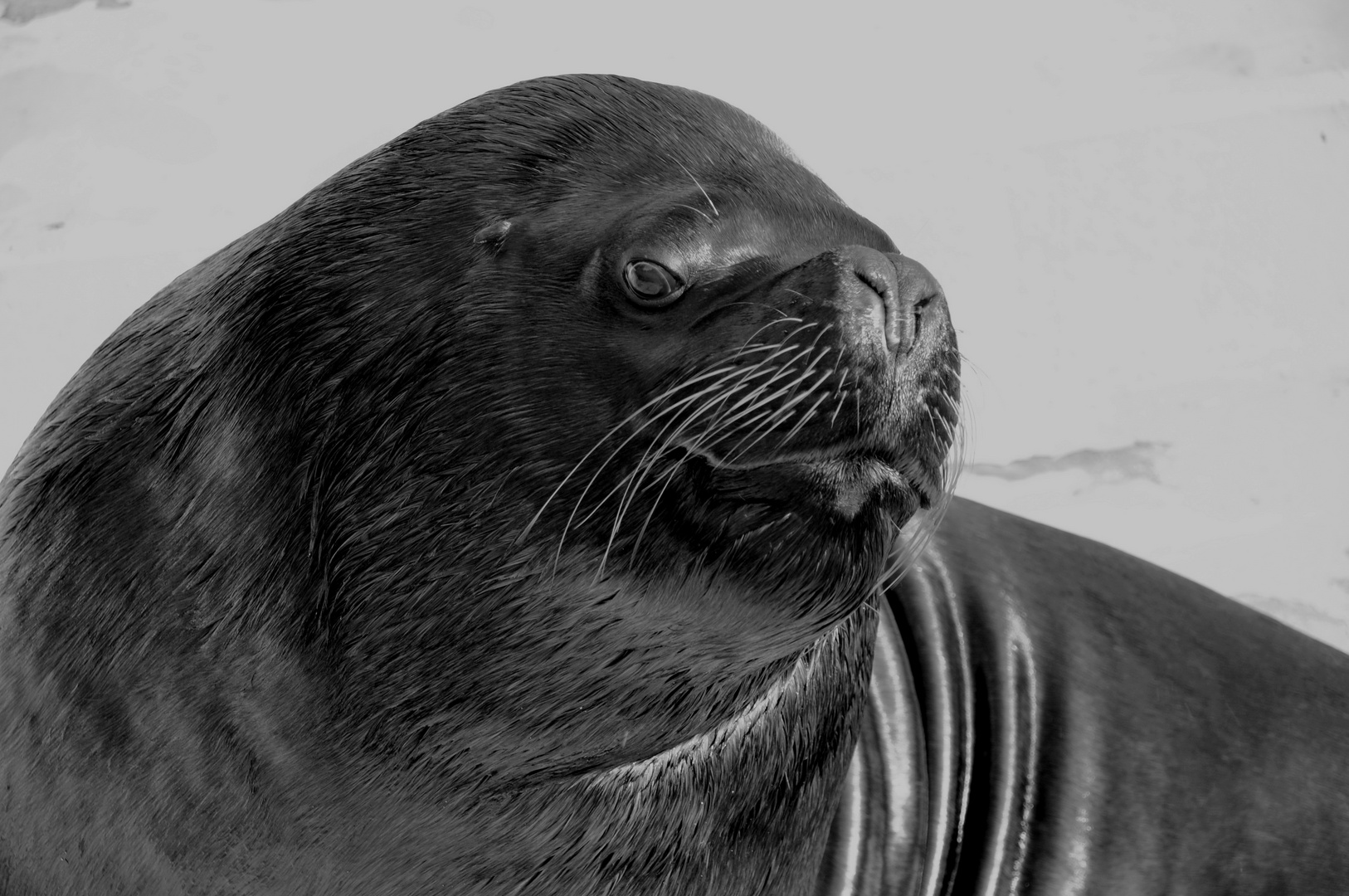 Grins Foto & Bild | natur, zoo, seelöwe Bilder auf fotocommunity