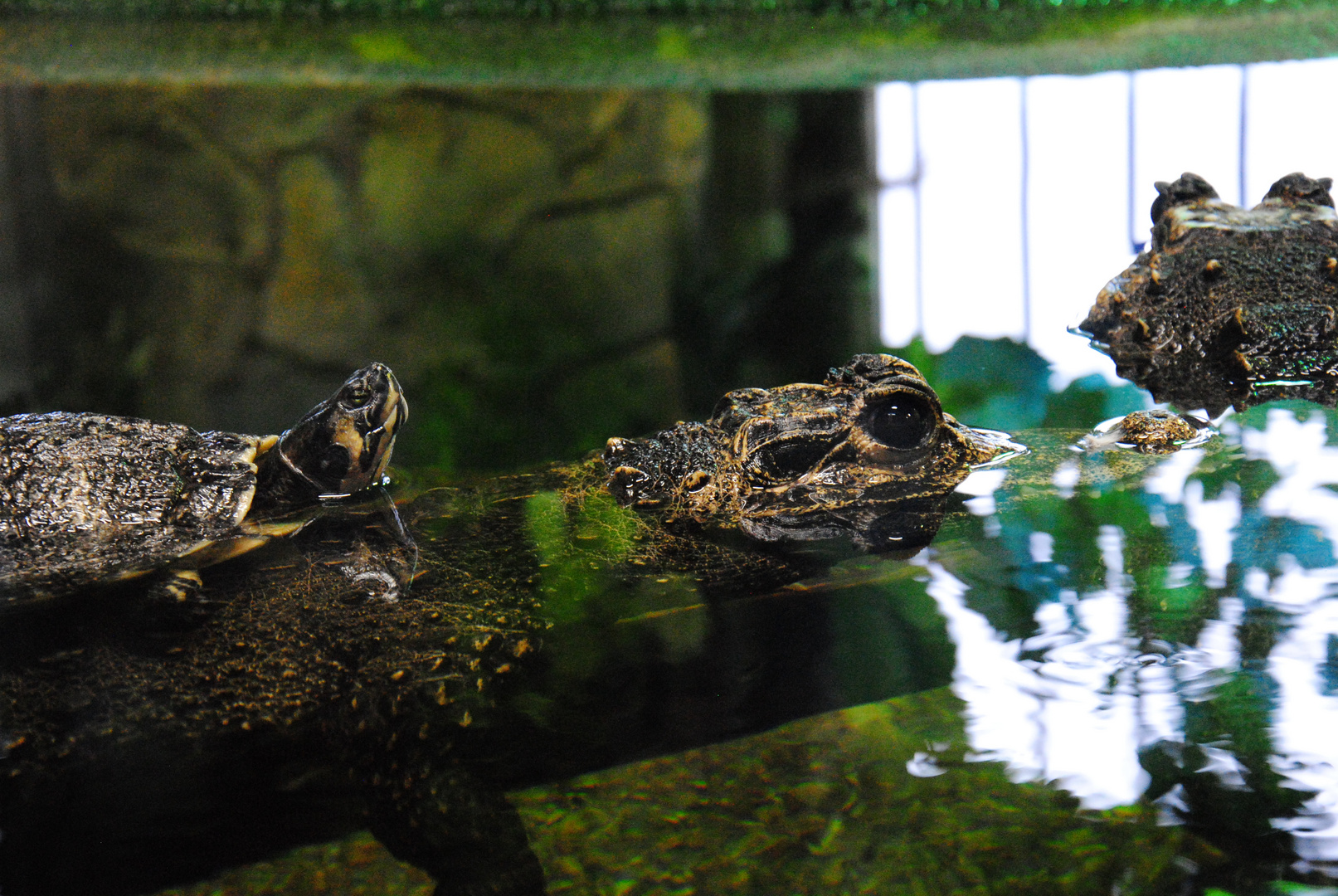 Grins Foto & Bild | tiere, zoo, wildpark & falknerei, zoo aquaristik ...