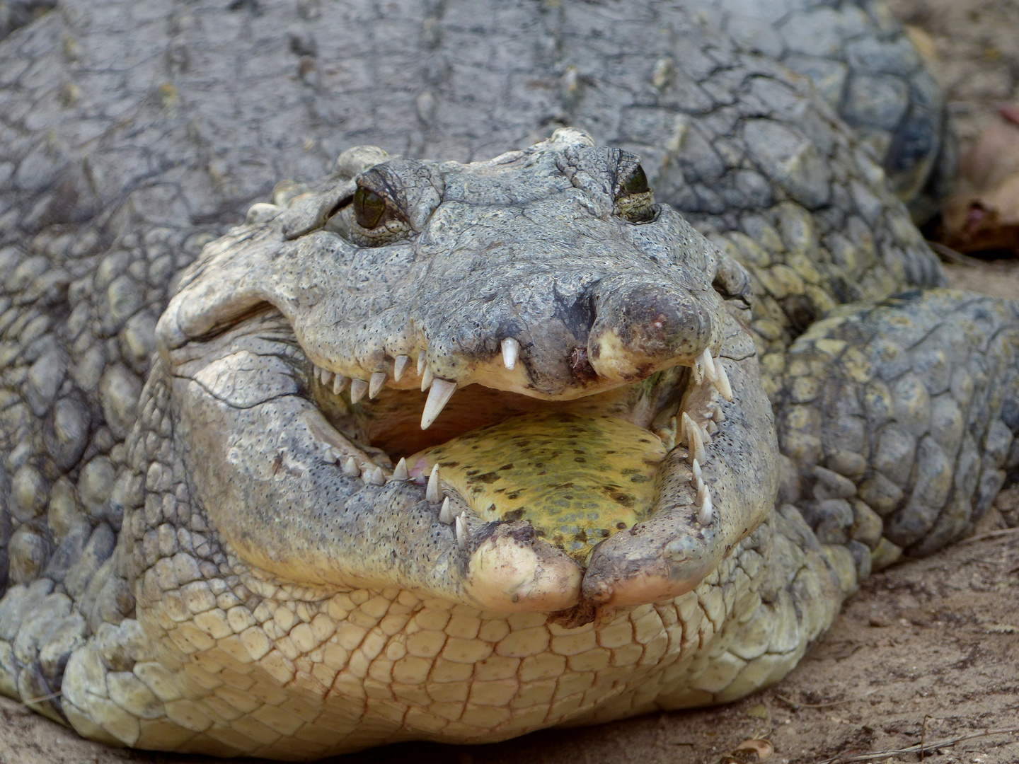 Grins --- Foto & Bild | tiere, zoo, wildpark & falknerei, amphibien ...