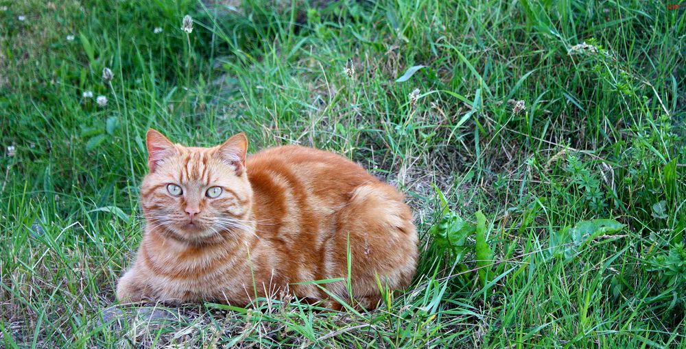 Grinsekatze am Waldsee Foto & Bild | tiere, natur, katze Bilder auf fotocommunity