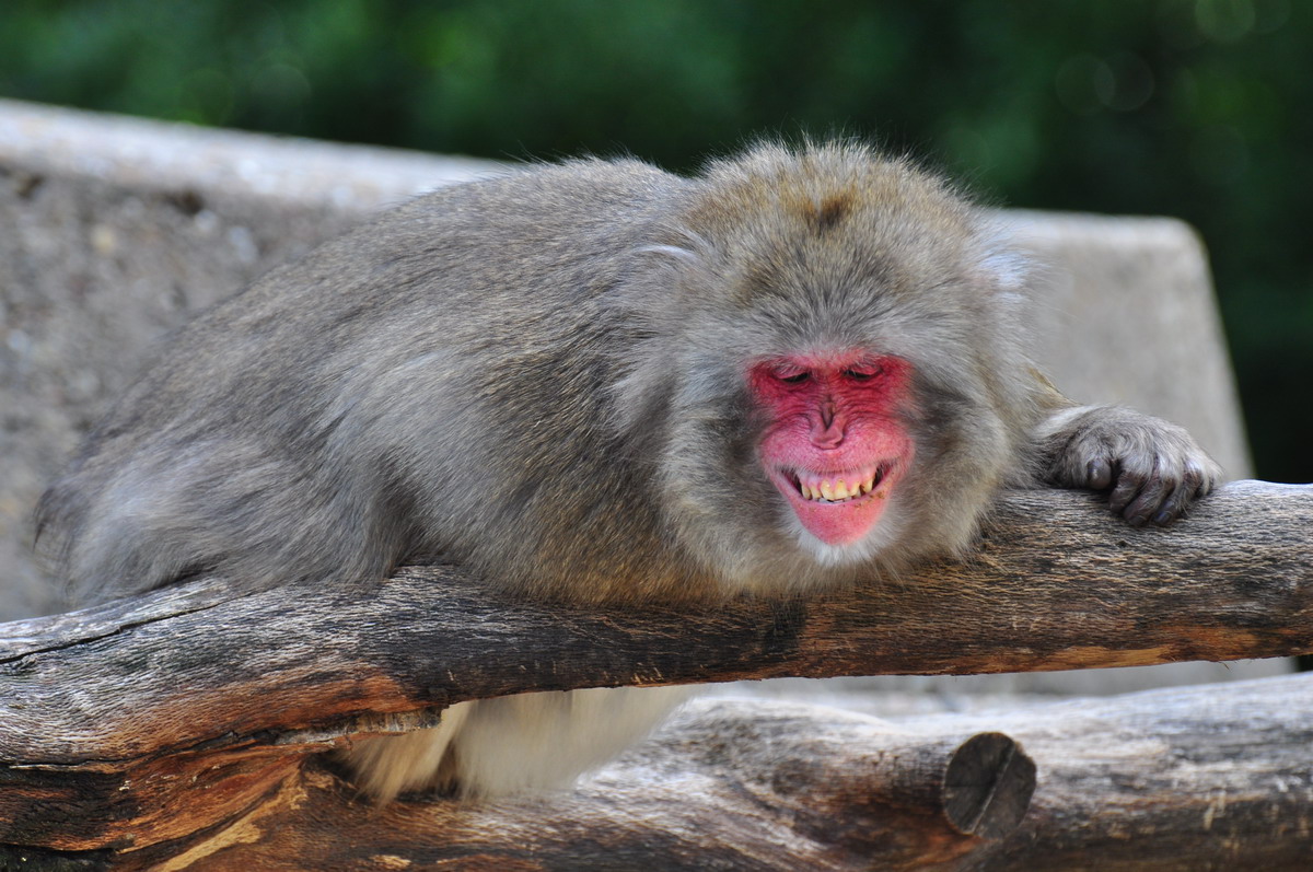 grinsender Affe Foto & Bild | tiere, zoo, wildpark & falknerei ...