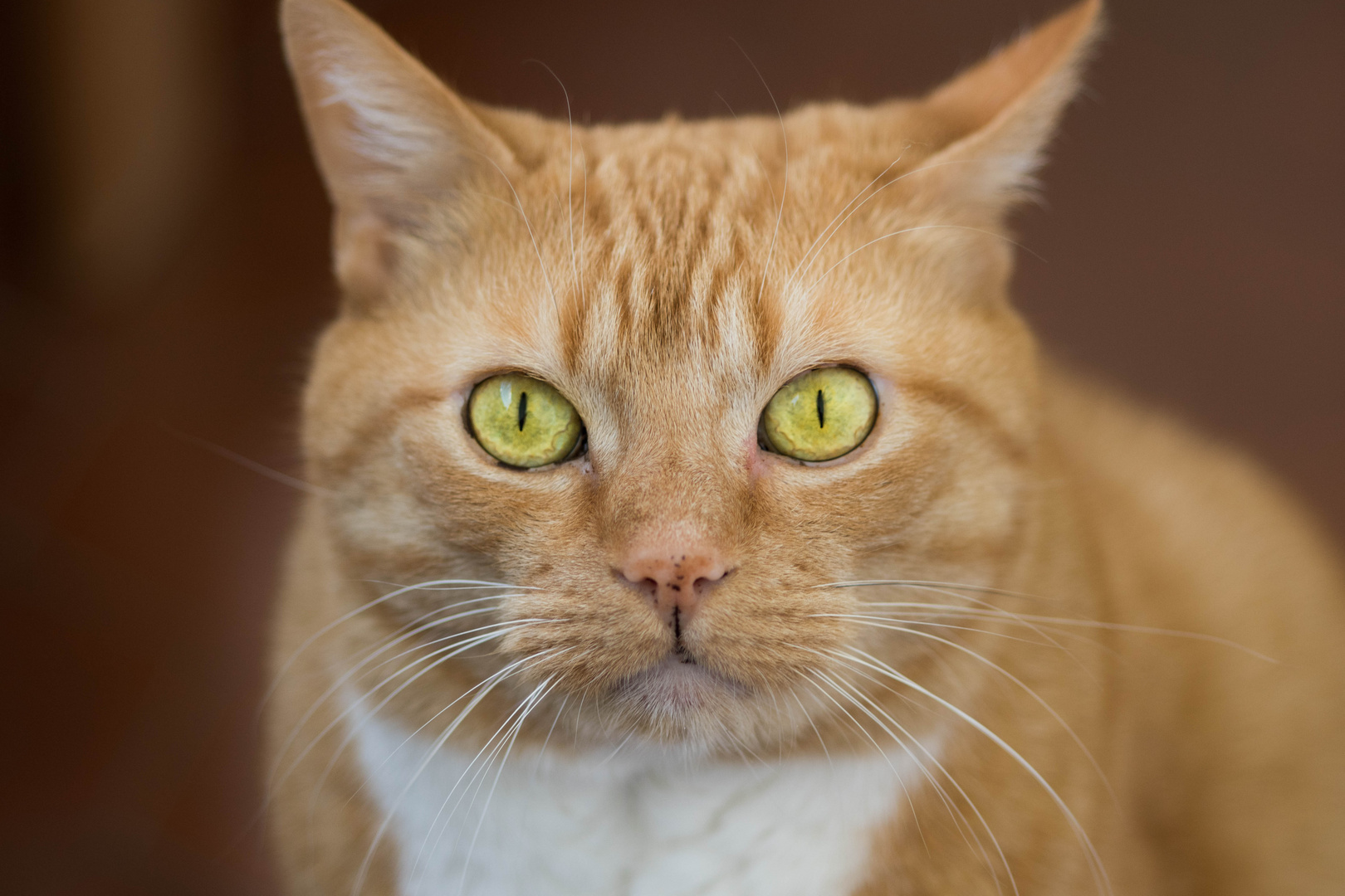 Grisu Foto & Bild | tiere, haustiere, katzen Bilder auf fotocommunity