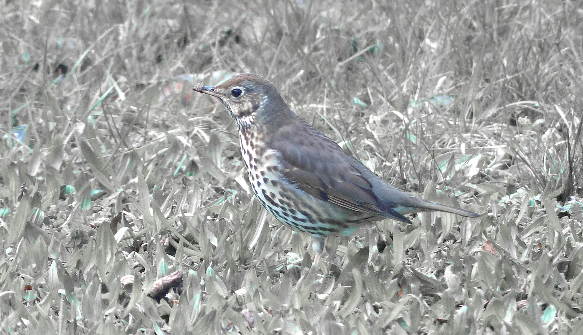 GRIVE 2 photo et image | animaux, animaux sauvages, oiseaux Images ...