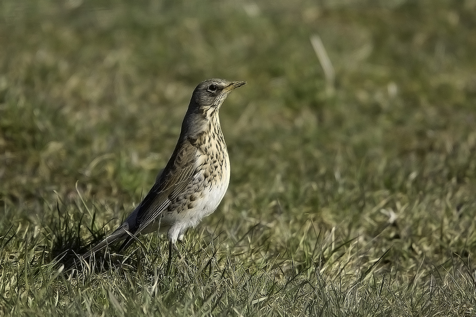 Grive photo et image | nature Images fotocommunity