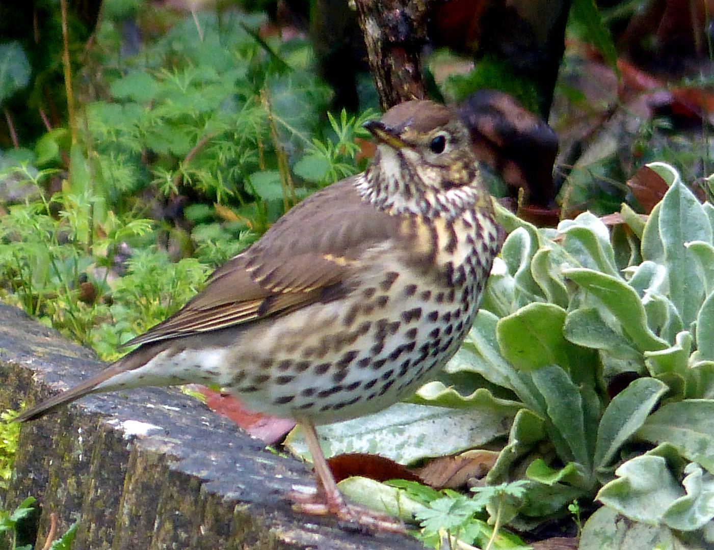 GRIVE dite "Musicienne" photo et image | animaux, animaux sauvages ...