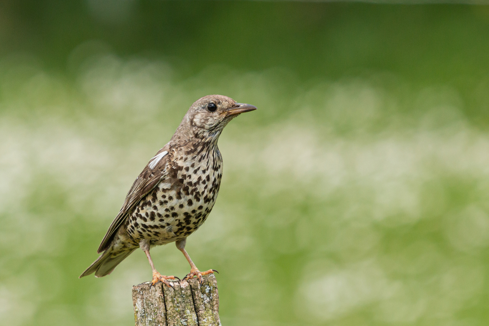 Grive draine photo et image | natur, animaux, nature Images fotocommunity