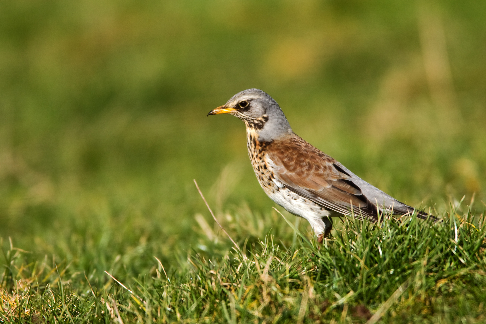 Grive litorne photo et image | animaux, animaux sauvages, oiseaux ...