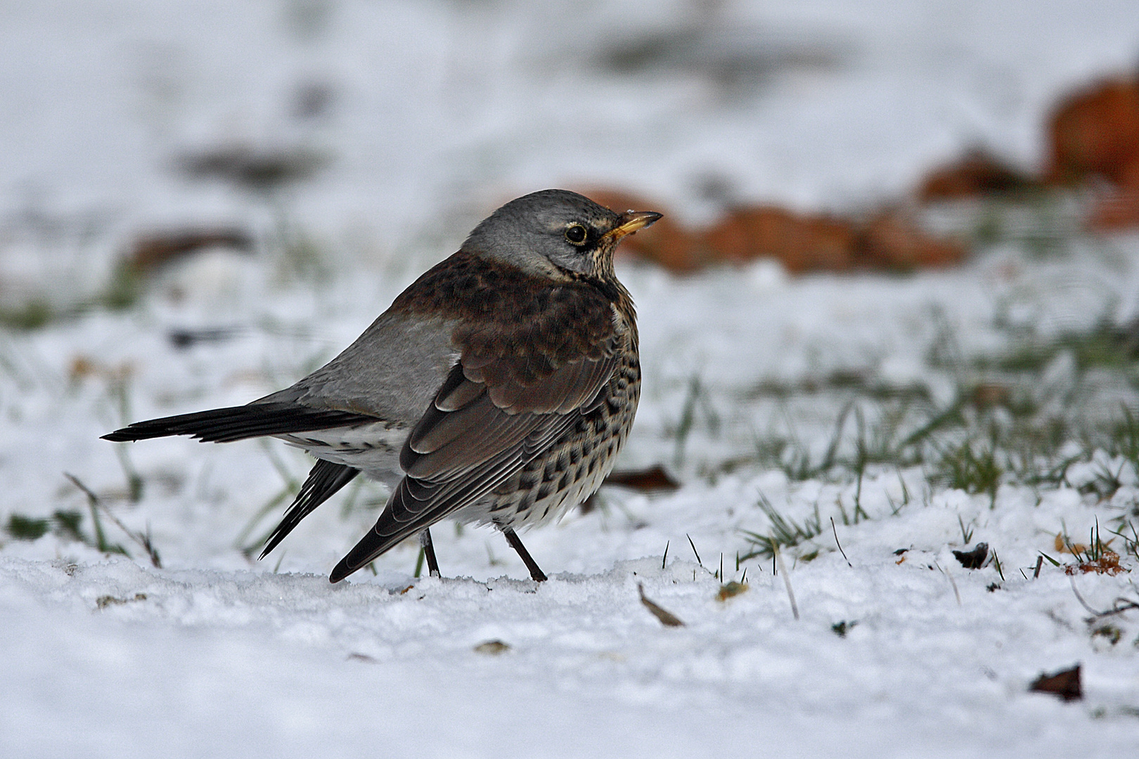 GRIVE LITORNE photo et image | animaux, animaux sauvages, oiseaux ...