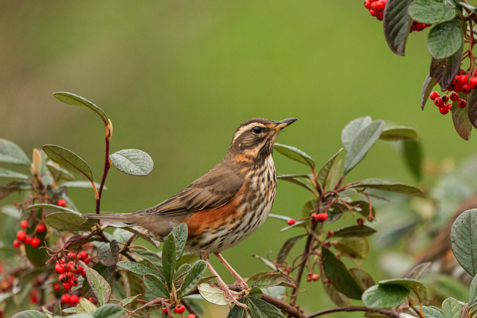Grive mauvis photo et image | animaux, animaux sauvages, oiseaux Images ...