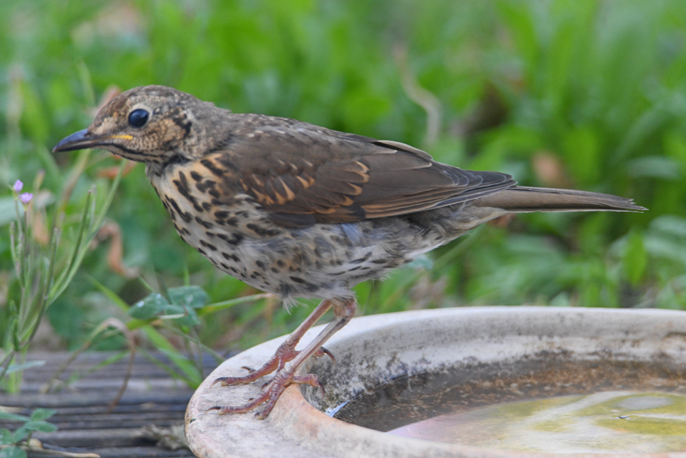 Grive musicienne photo et image | animaux, animaux sauvages, oiseaux ...