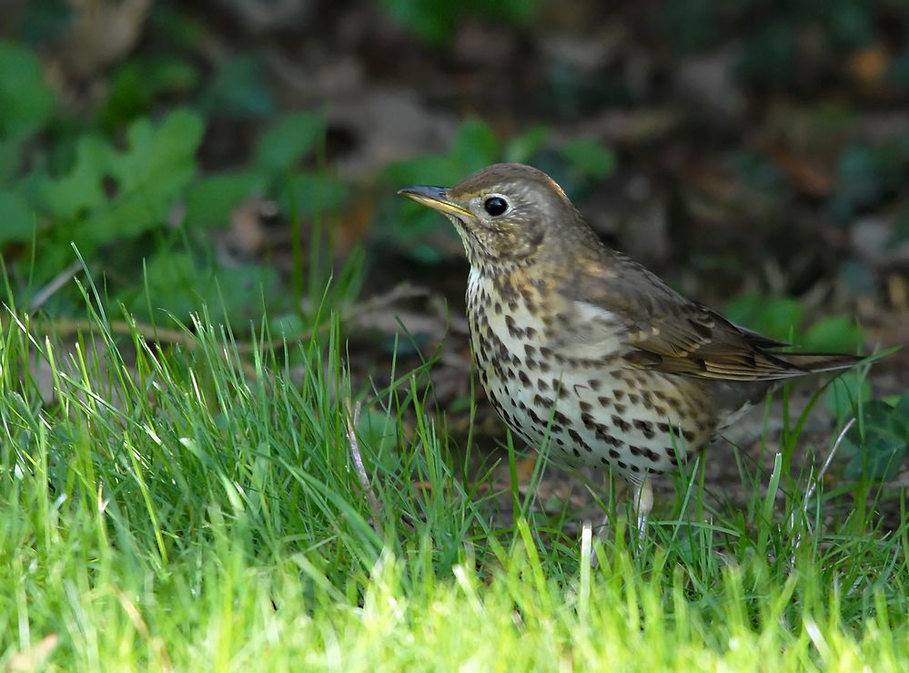 Grive musicienne photo et image | animaux, animaux sauvages, oiseaux ...