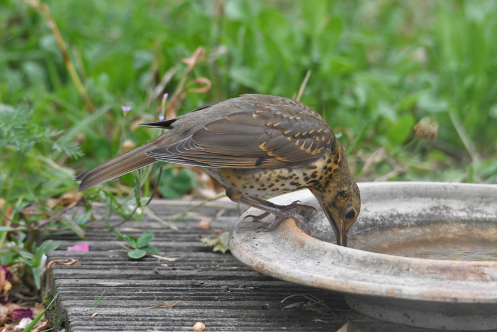 Grive musicienne photo et image | animaux, animaux sauvages, oiseaux ...