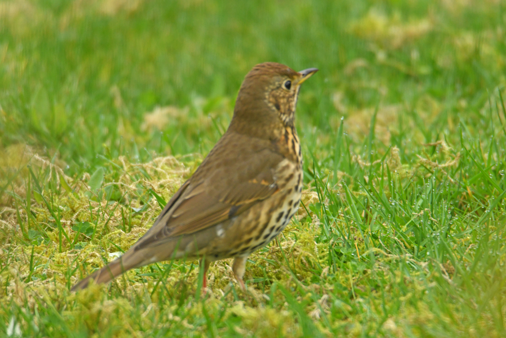 Grive musicienne photo et image | animaux, animaux sauvages, oiseaux ...