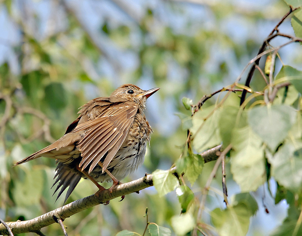 Grive musicienne photo et image | animaux, animaux sauvages, oiseaux ...
