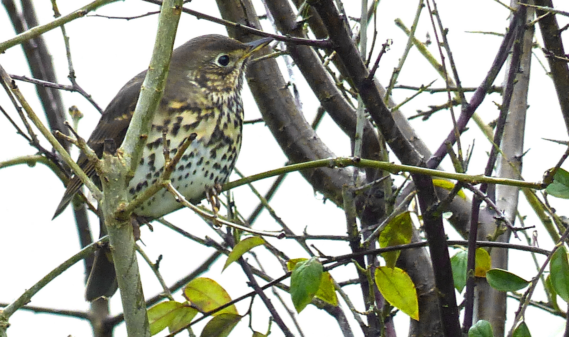 GRIVE MUSICIENNE photo et image | nature, animaux, oiseaux Images ...